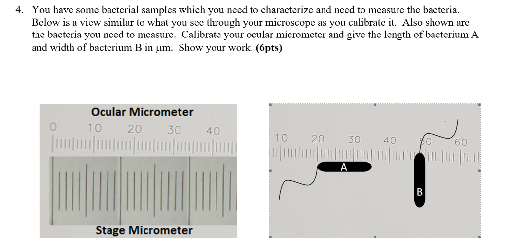 Solved 4. You have some bacterial samples which vou need to | Chegg.com