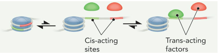 Solved A nucleosome is positioned as shown in the diagram | Chegg.com