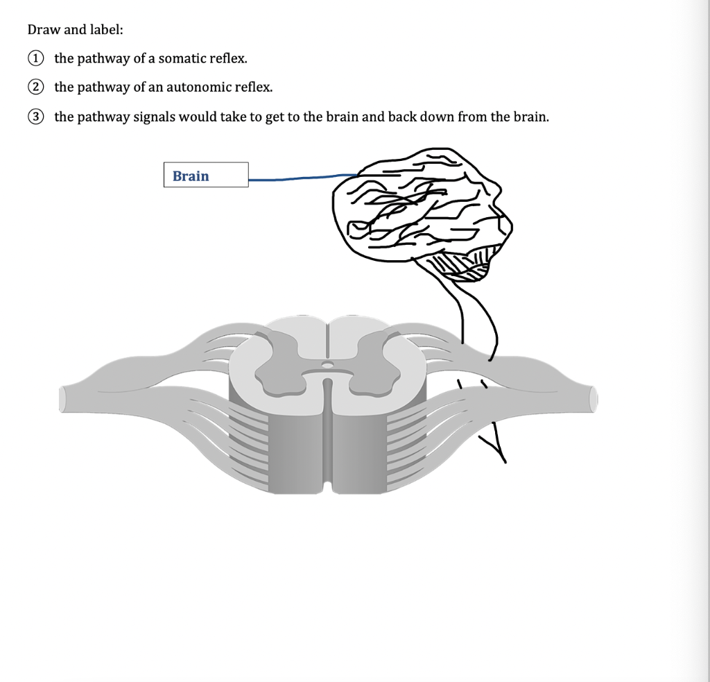 Solved Draw and label 1) pathway of somatic reflex 2) | Chegg.com