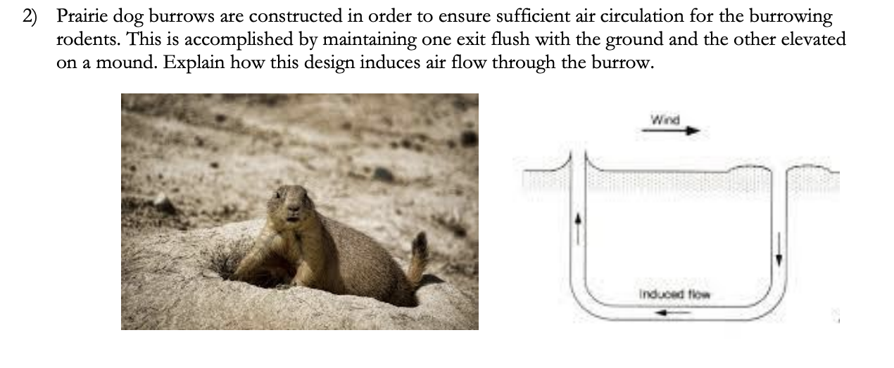 Solved 2) Prairie dog burrows are constructed in order to | Chegg.com