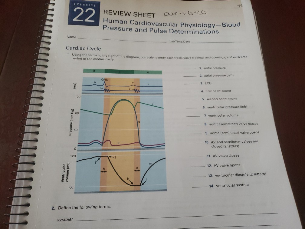 Solved EXERCISE VIEW SHEET que 4--20 Human Cardiovascular | Chegg.com