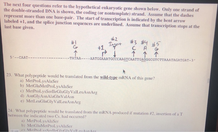 Solved The next four questions refer to the hypothetical | Chegg.com