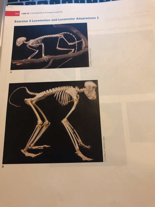 Primate EXERCISE LOCOMOTION AND LOCOMOTOR ADAPTATIONS | Chegg.com