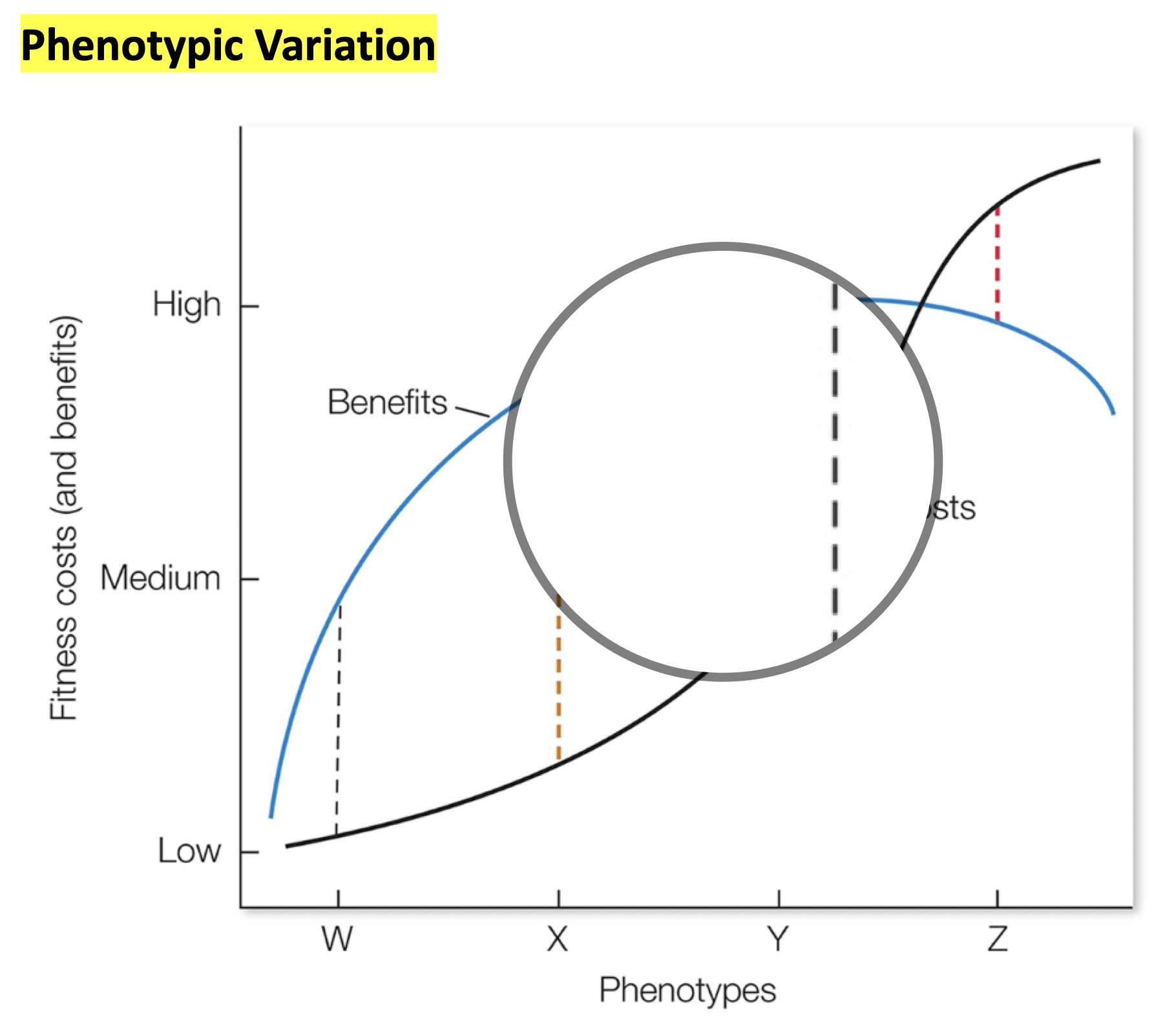 Relative to the Phenotypic variation graph, which | Chegg.com