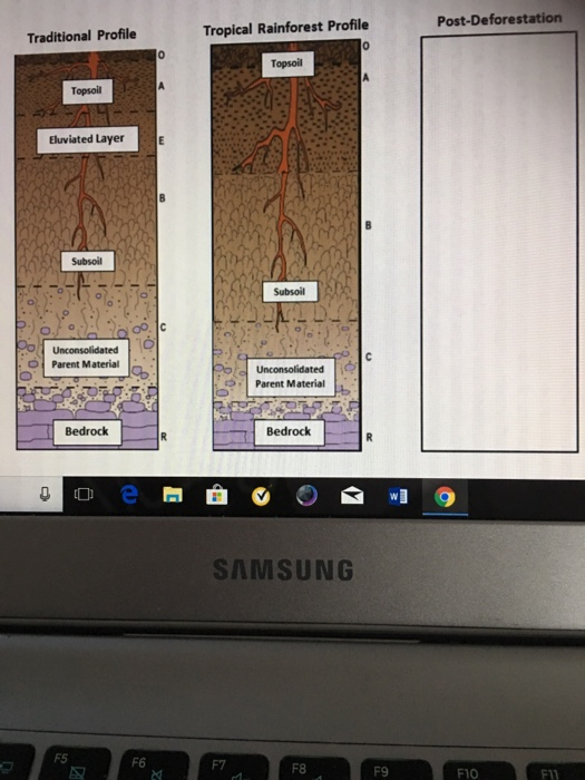 Solved Post-Deforestation Traditional Profile Tropical | Chegg.com