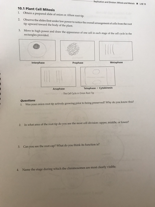 Solved Obtain a prepared slide of onion or Allium root tip. | Chegg.com