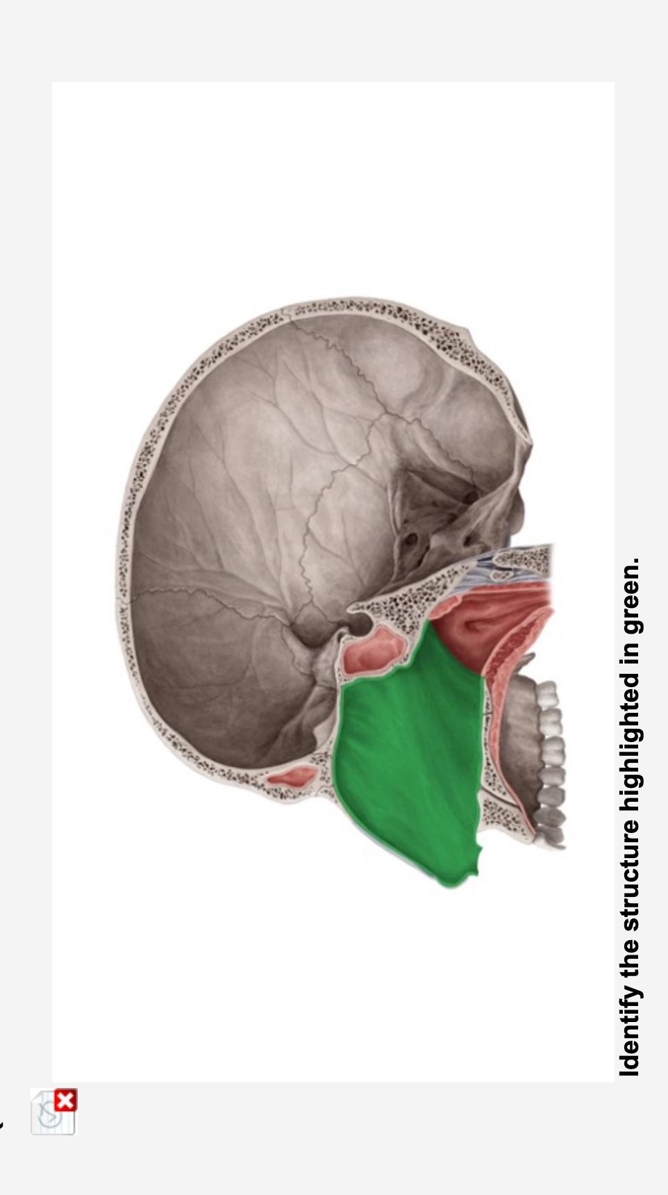 Solved Name the structure highlighted in green. | Chegg.com