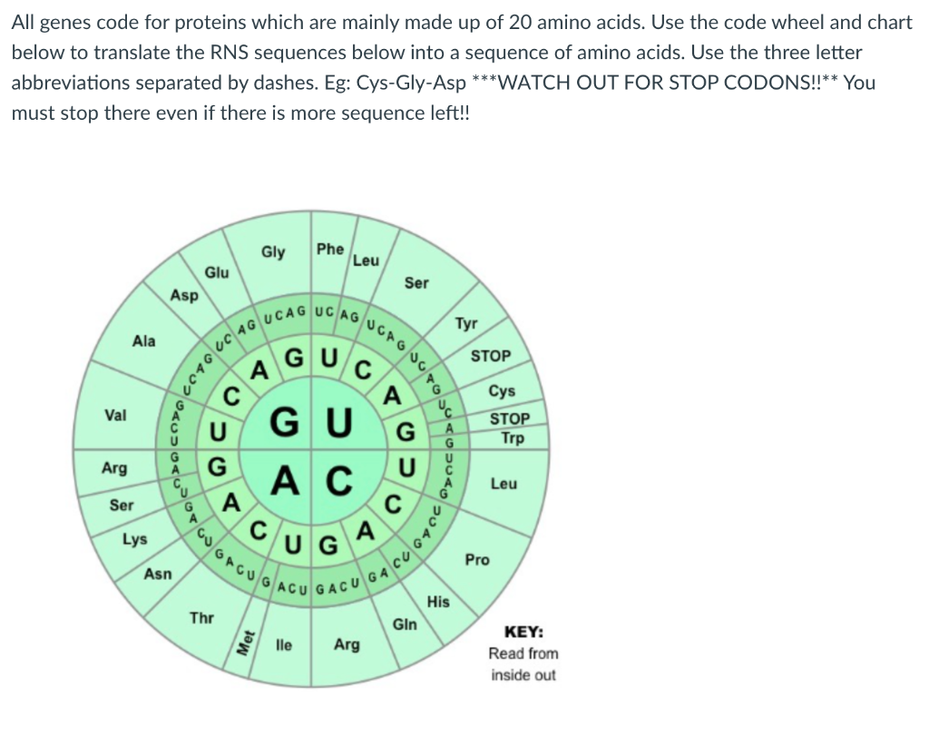 Solved All genes code for proteins which are mainly made up | Chegg.com