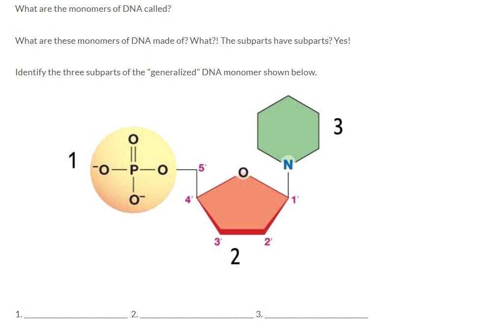 Solved What are the monomers of DNA called? What are these | Chegg.com