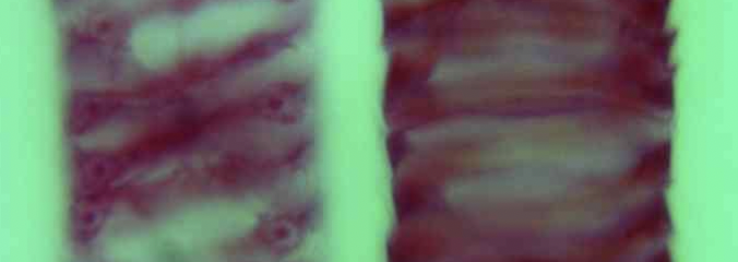 Solved 1. How many cellular structures did you observe when | Chegg.com