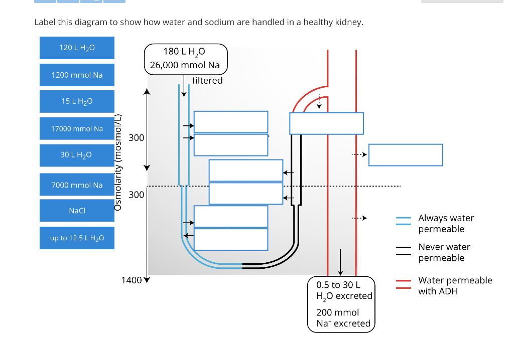 Solved Label this diagram to show how water and sodium are | Chegg.com