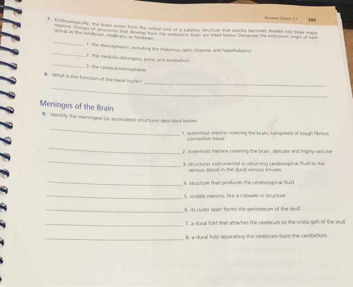 Solved Review Sheet 17 289 7. Embryologically, the brain | Chegg.com