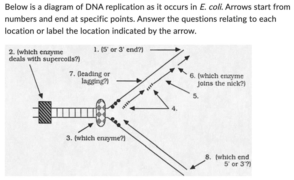 Solved Below is a diagram of DNA replication as it occurs in | Chegg.com