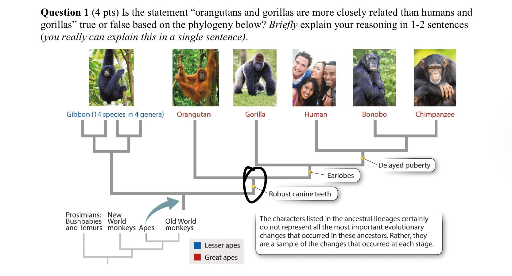 Question 1 (4 pts) Is the statement "orangutans and | Chegg.com