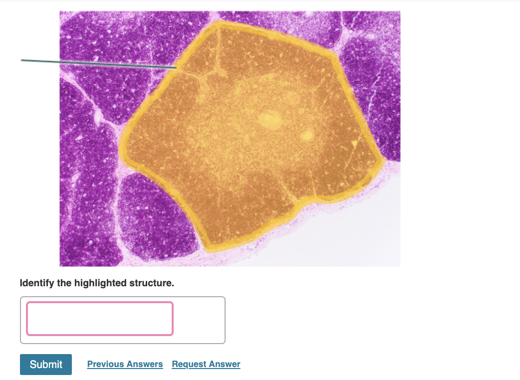Solved Identify the highlighted structures. Submit Request | Chegg.com