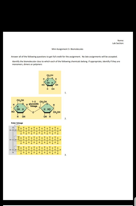 Solved Name: Lab Section: Mini Assignment 3- Biomolecules | Chegg.com