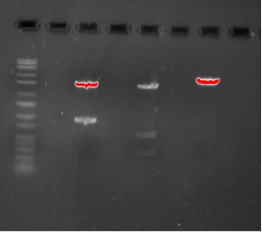 Solved it goes in order EcoRI....... EcoRI/BstBI....... | Chegg.com