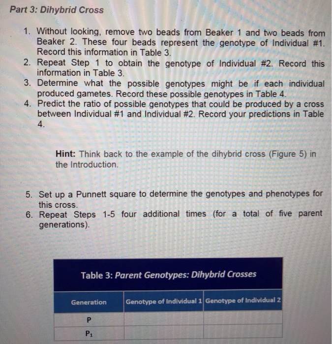 Solved Experiment 1: Punnett Square Crosses In this | Chegg.com Solved Experiment 1: Punnett Square Crosses In this | Chegg.com