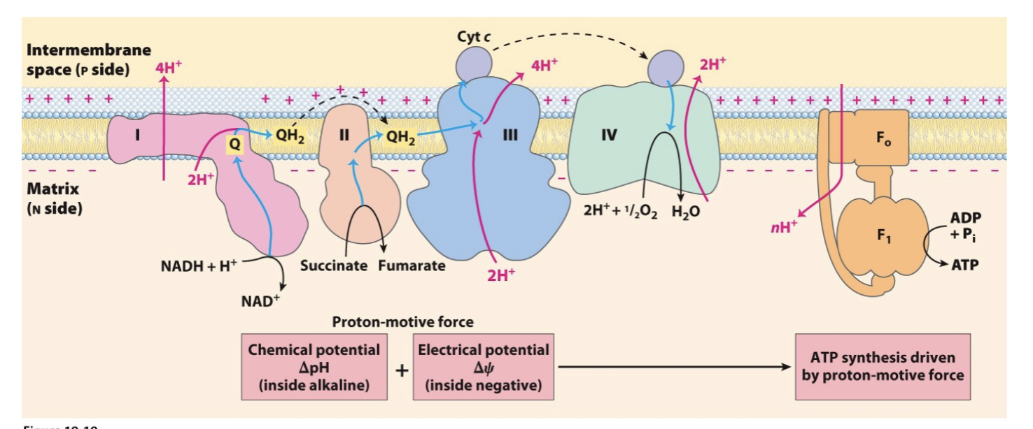 Solved ---- Intermembrane space (P side 4H+ Cyte O -- 4H+ | Chegg.com