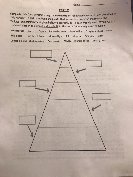 Solved Name PART V Complete this food pyramid using the | Chegg.com