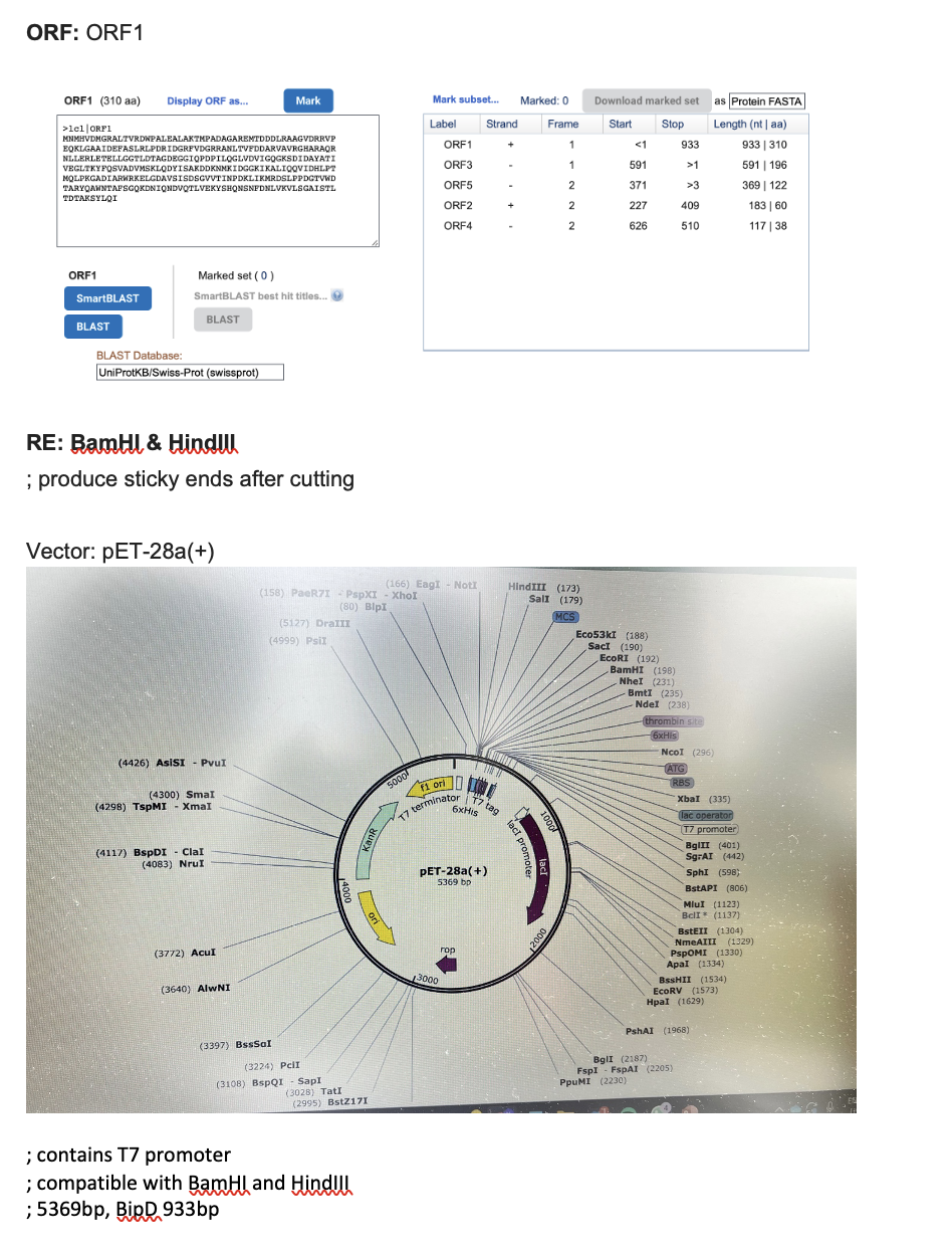 Solved For this specifc DNA sequence (BipD) design a forward | Chegg.com