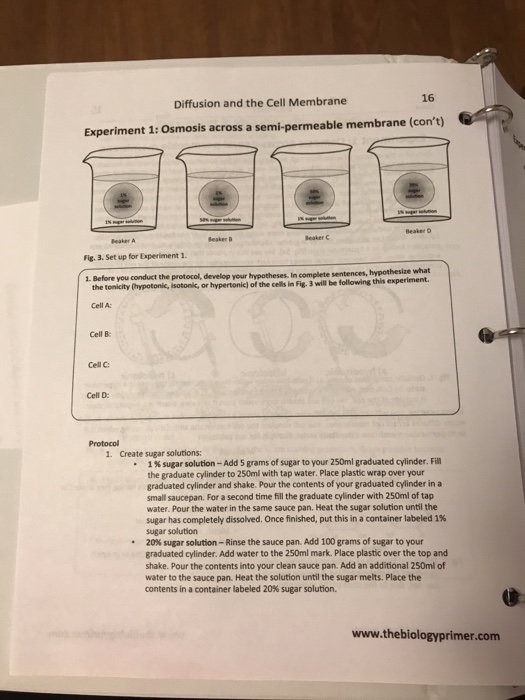 Solved Diffusion and the Cell Membrane 16 Experiment 1: | Chegg.com
