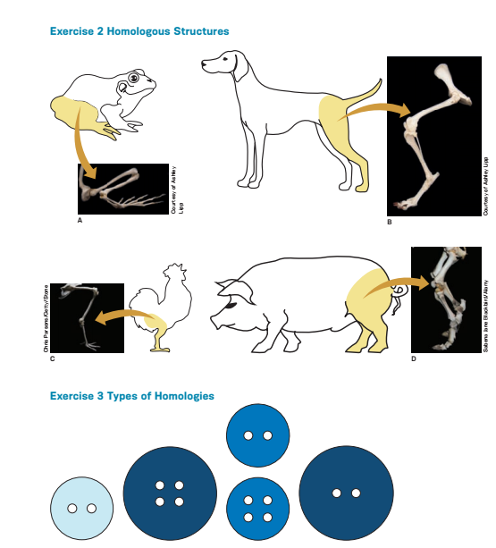 China Pretty Stone Exercise 3 Types of Homologies | Chegg.com
