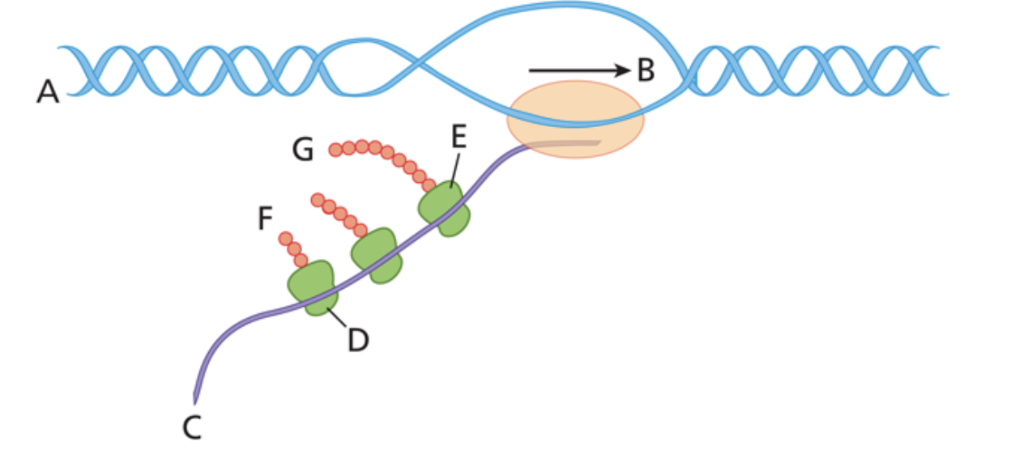Solved 39. Answer the following questions about the | Chegg.com