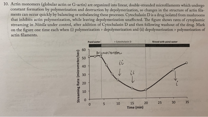Solved 10. Actin monomers (globular actin or G-actin) are | Chegg.com
