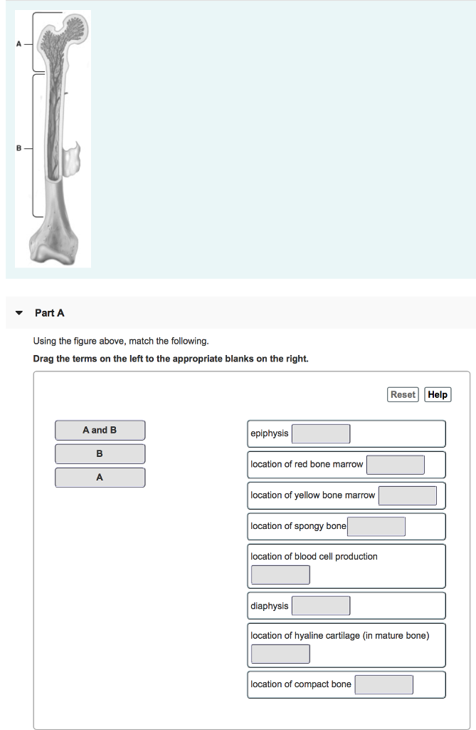 Solved Part A Using the figure above, match the following | Chegg.com
