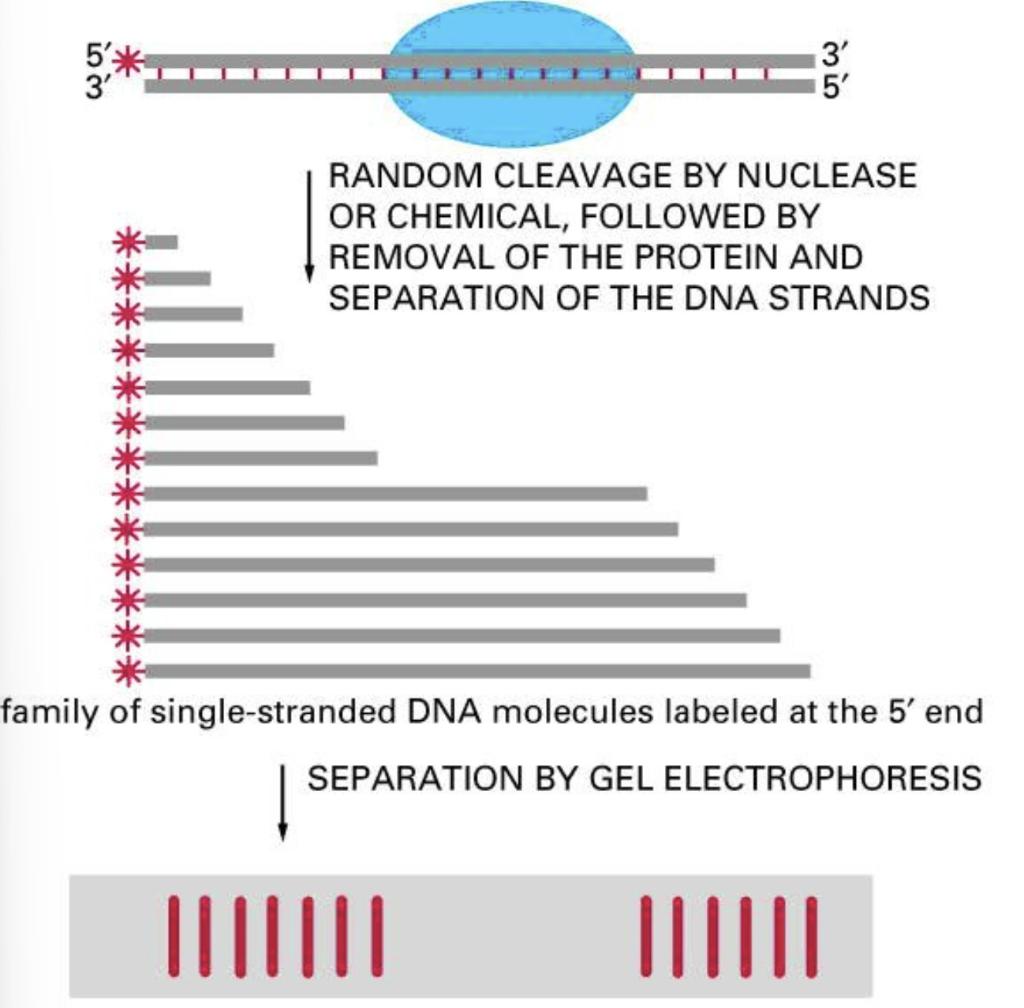 Solved family of single-stranded DNA molecules labeled at | Chegg.com