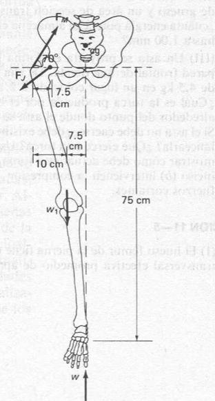 Solved When walking, a person momentarily puts all his | Chegg.com
