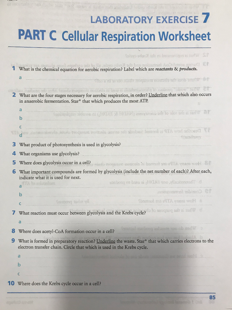 Solved LABORATORY EXERCISE 7 PART C Cellular Respiration | Chegg.com