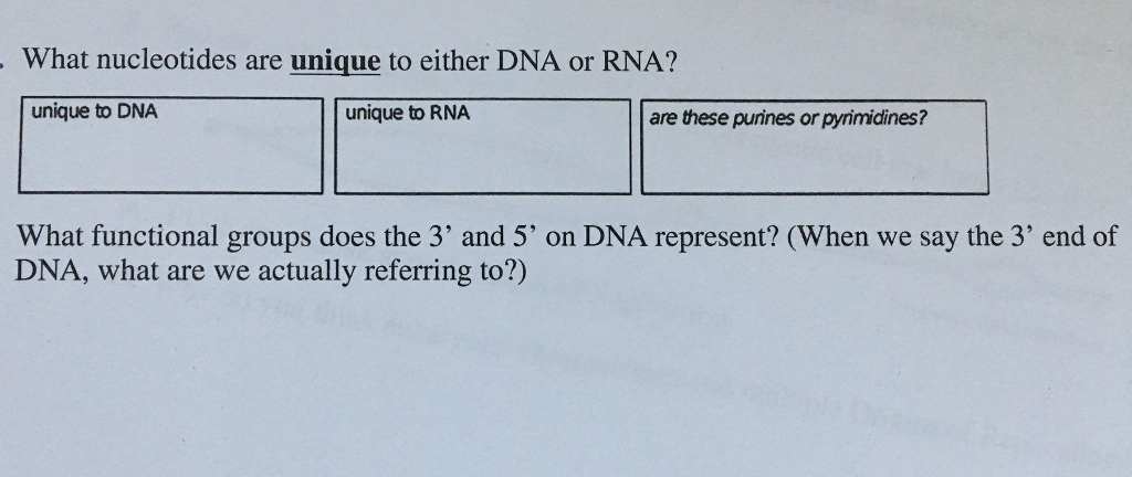 Solved What nucleotides are unique to either DNA or RNA? | Chegg.com