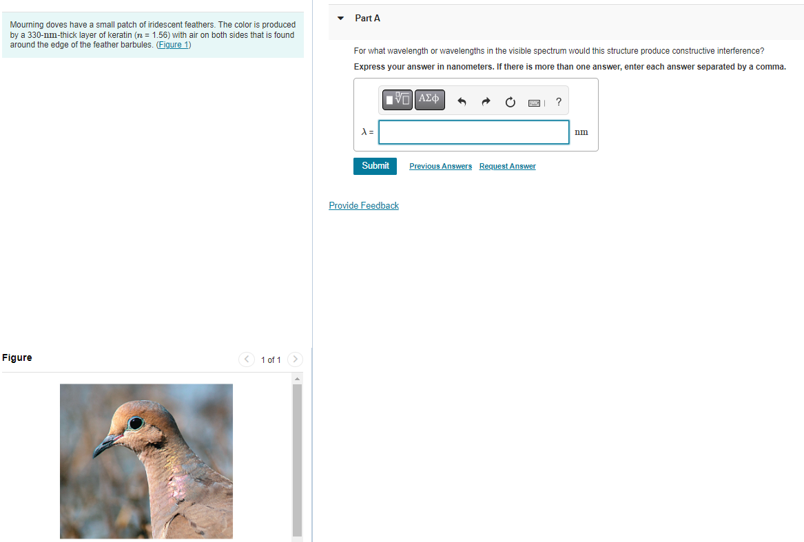 Solved Mourning doves have a small patch of iridescent | Chegg.com