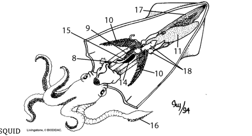 Solved Please help in the labeling of these parts of a squid | Chegg.com