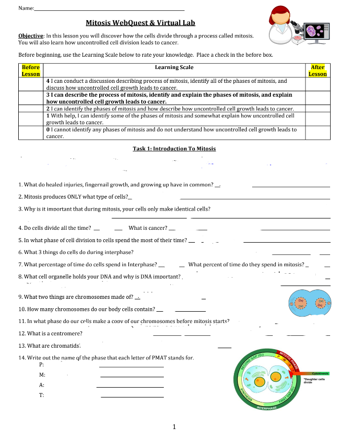 Solved Mitosis Webuuest \& Virtual Lab Objective: In this | Chegg.com