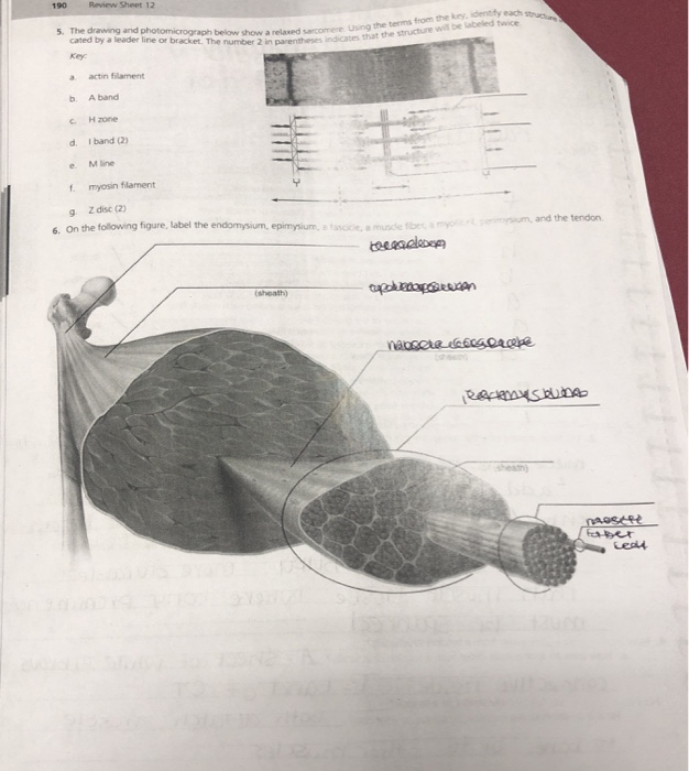 Solved 190 Review Sheet 12 sarcomere Using the terms from | Chegg.com Solved 190 Review Sheet 12 sarcomere Using the terms from | Chegg.com