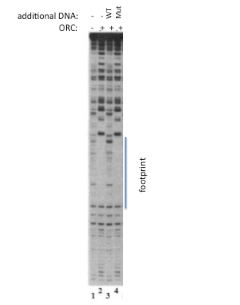 Solved The figure below shows a DNase footprinting assay of | Chegg.com