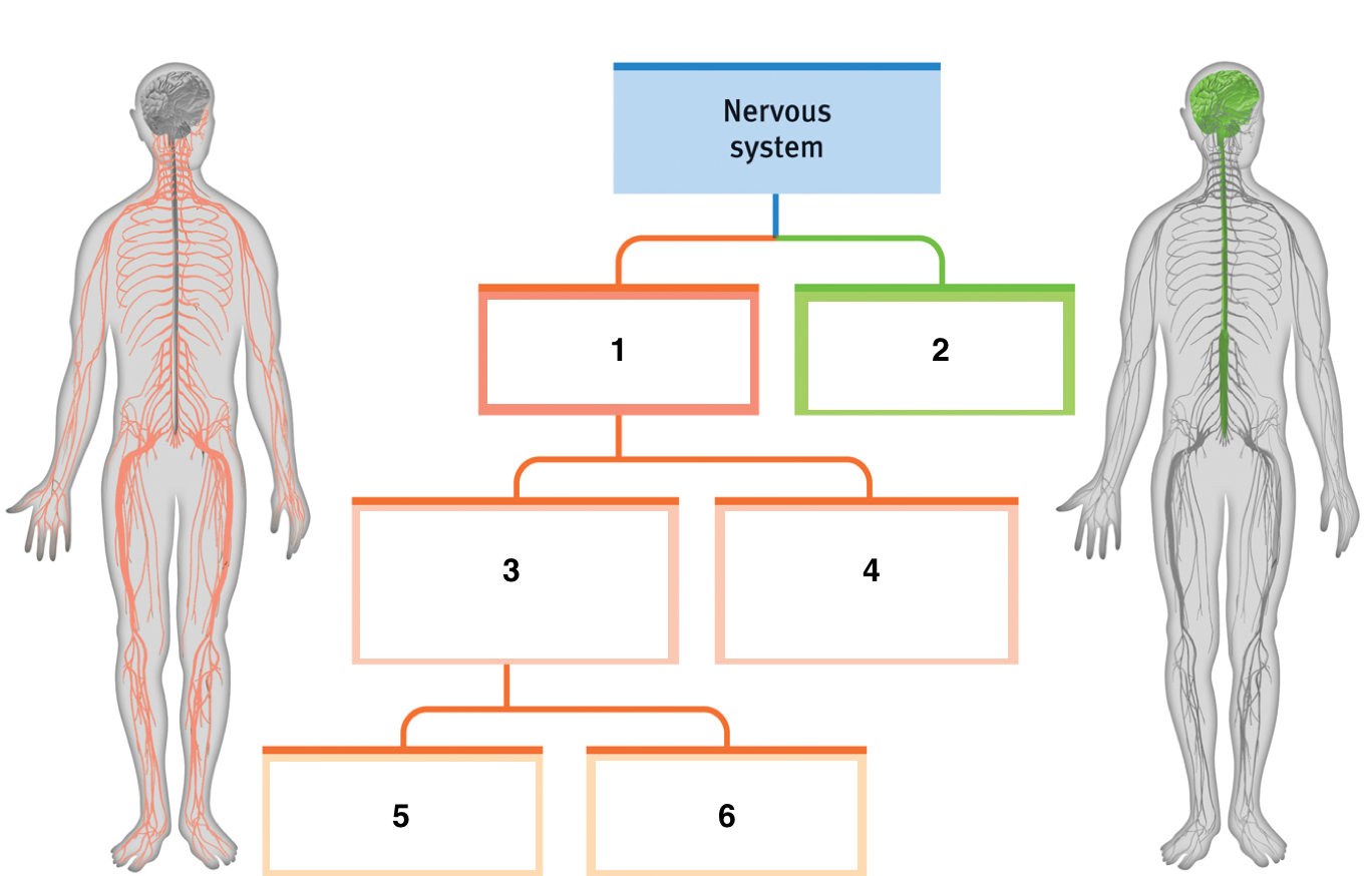 Solved Nervous System, Endocrine System, and Neuron | Chegg.com