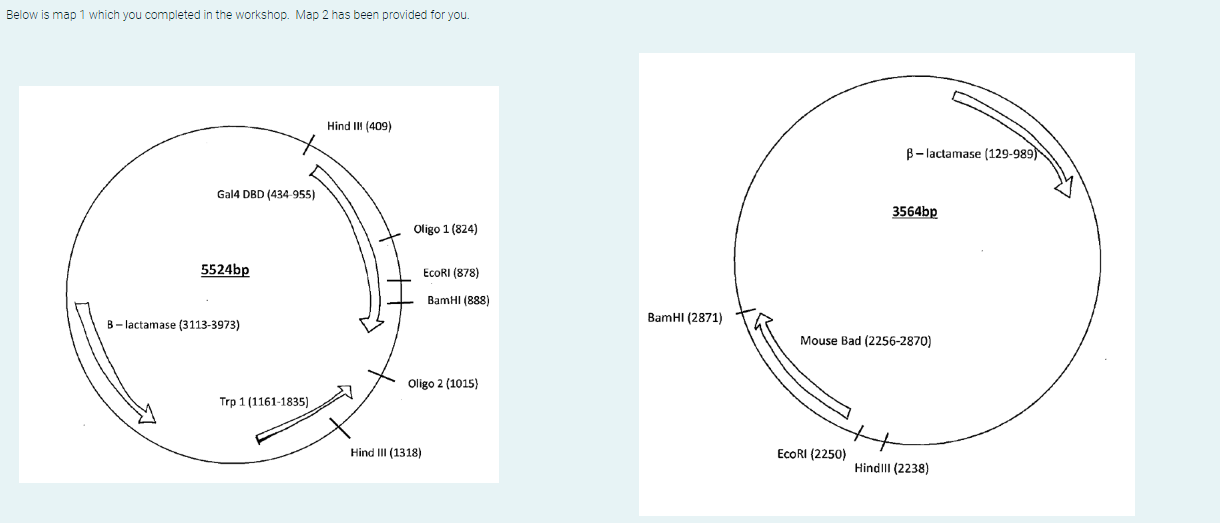 Solved Below is map 1 which you completed in the workshop. | Chegg.com