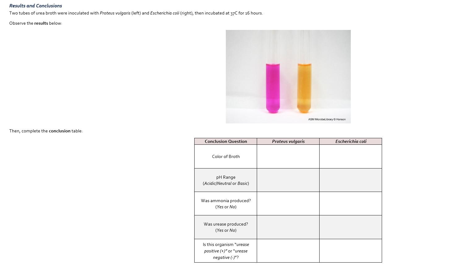 Solved Results and Conclusions Two tubes of urea broth were | Chegg.com