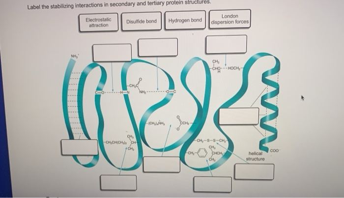 Solved Label the stabilizing interactions in secondary and | Chegg.com