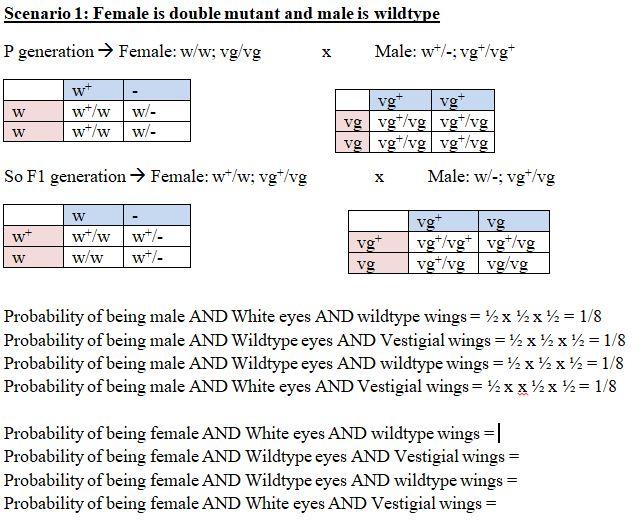 Solved Scenario 1: Female is double mutant and male is | Chegg.com