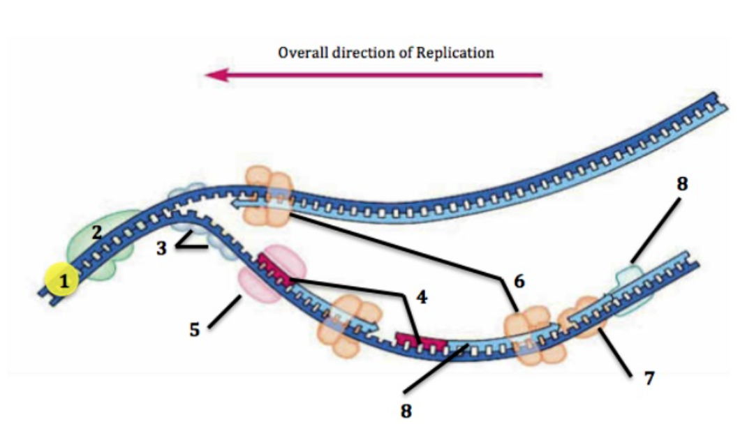 Solved Which number represents DNA Gyrase?1 | Chegg.com