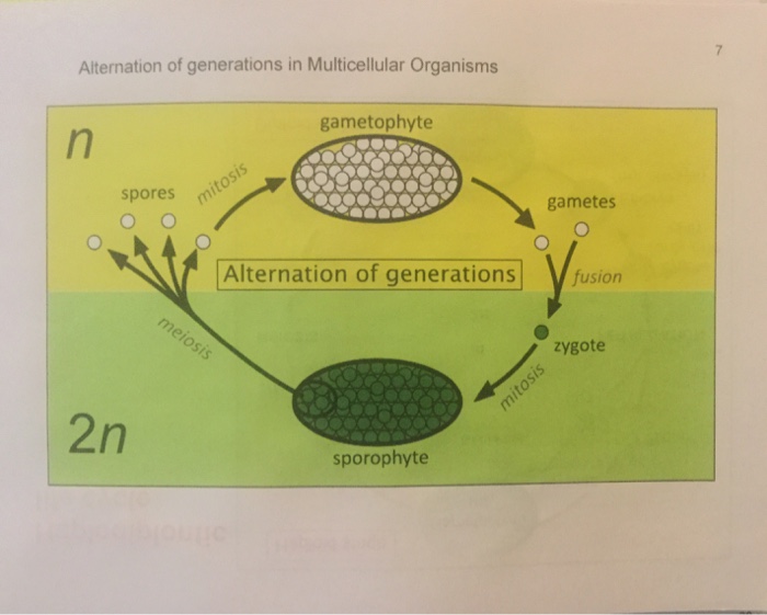 Solved Alternation of generations in Multicellular Organisms | Chegg.com