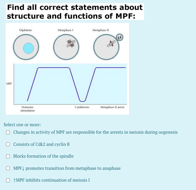 Solved Gametogenesis Is Development Of Select One Diploid