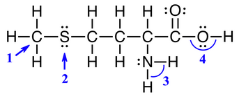 Solved Below is the Lewis structure for the amino acid | Chegg.com