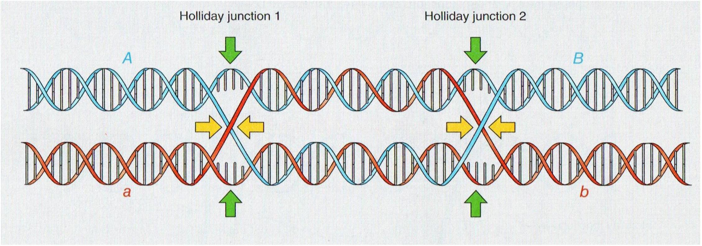 Solved The Holliday junctions now migrate away from each | Chegg.com