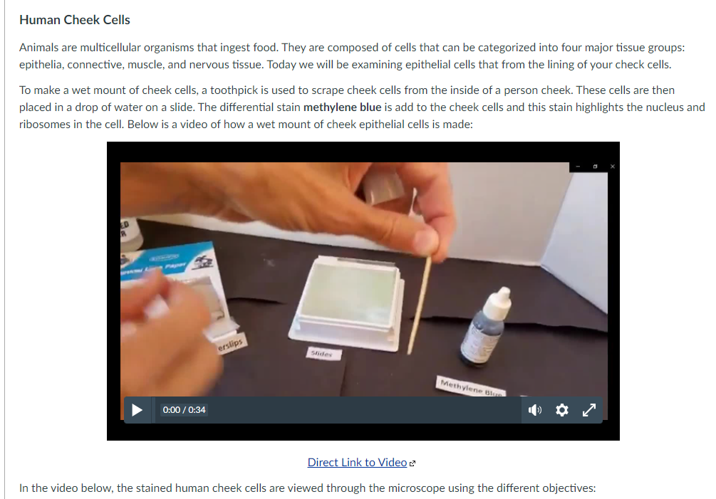 Solved Human Cheek Cells Animals are multicellular organisms | Chegg.com